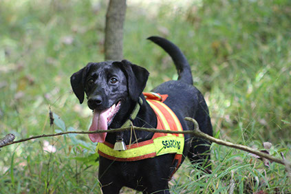 K-9 One Search and Rescue